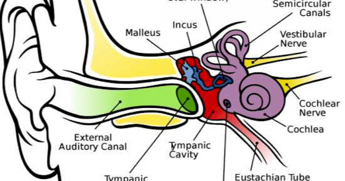 El-Asr - Uho i higijena uha