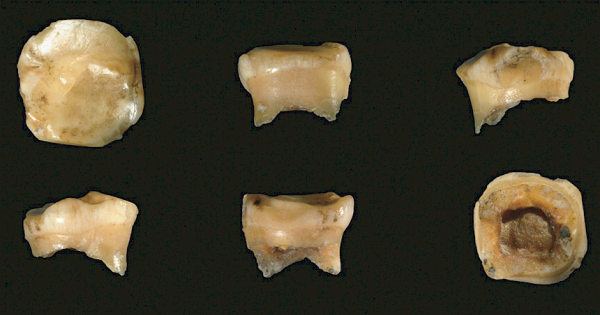 El-Asr - Zanimljivosti - broj 93